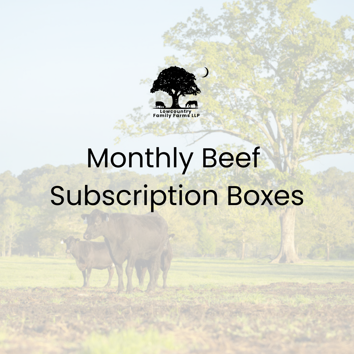 Beef Subscription Boxes – Lowcountry Family Farms