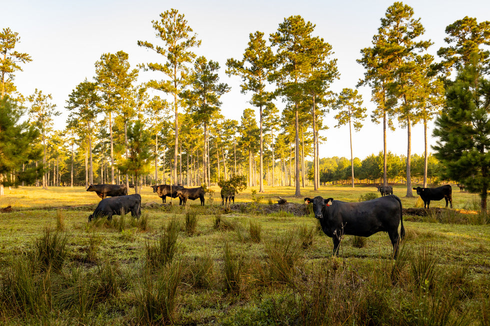 About Us – Lowcountry Family Farms